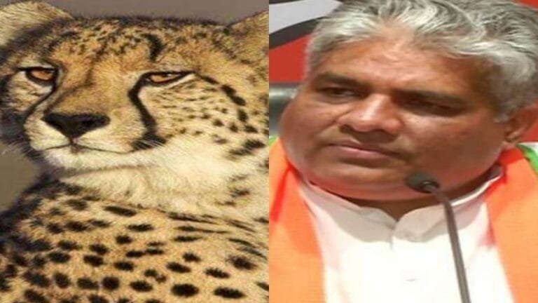 With the return of cheetahs, India rectified the mistake, cheetahs were ...